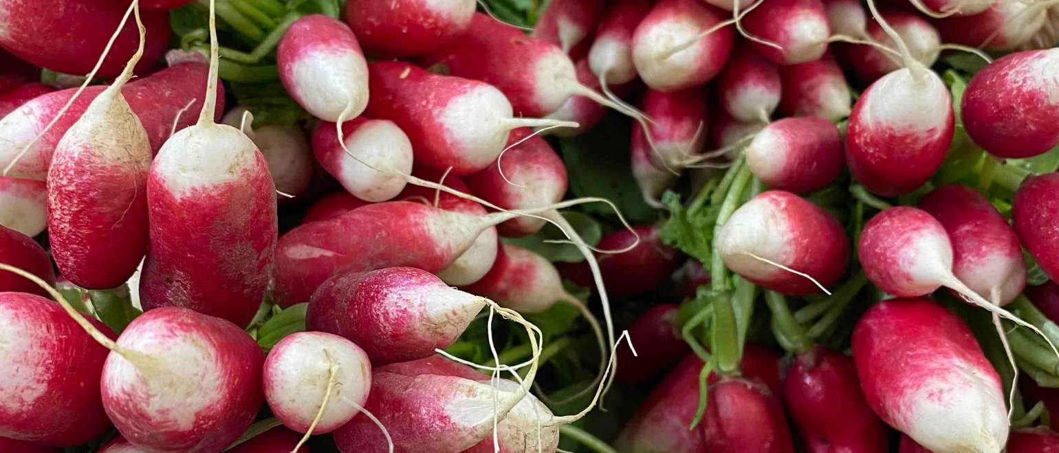 Waarom is radijs gezond? + Lijst met radijssoorten