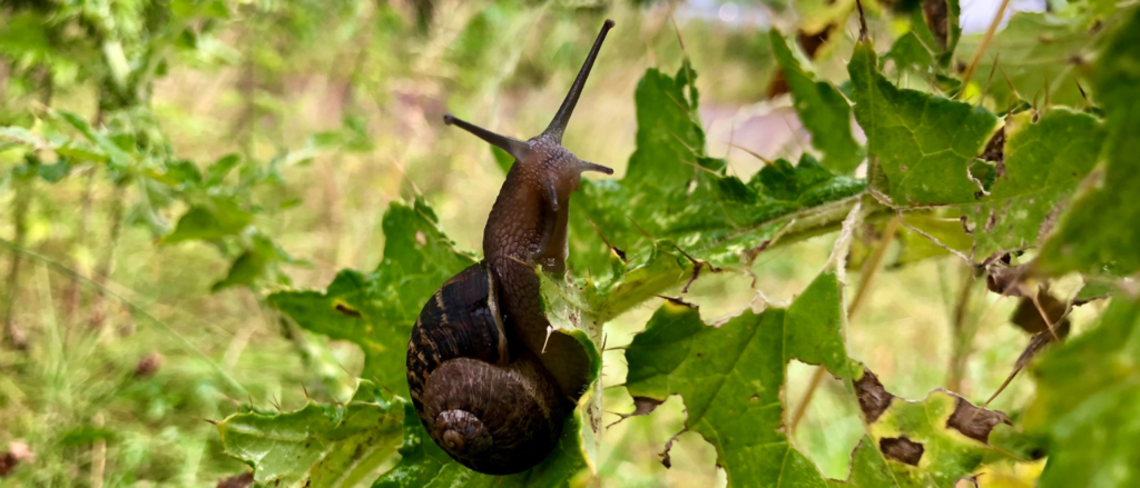 Wat eten slakken? Natuurlijk bestrijden
