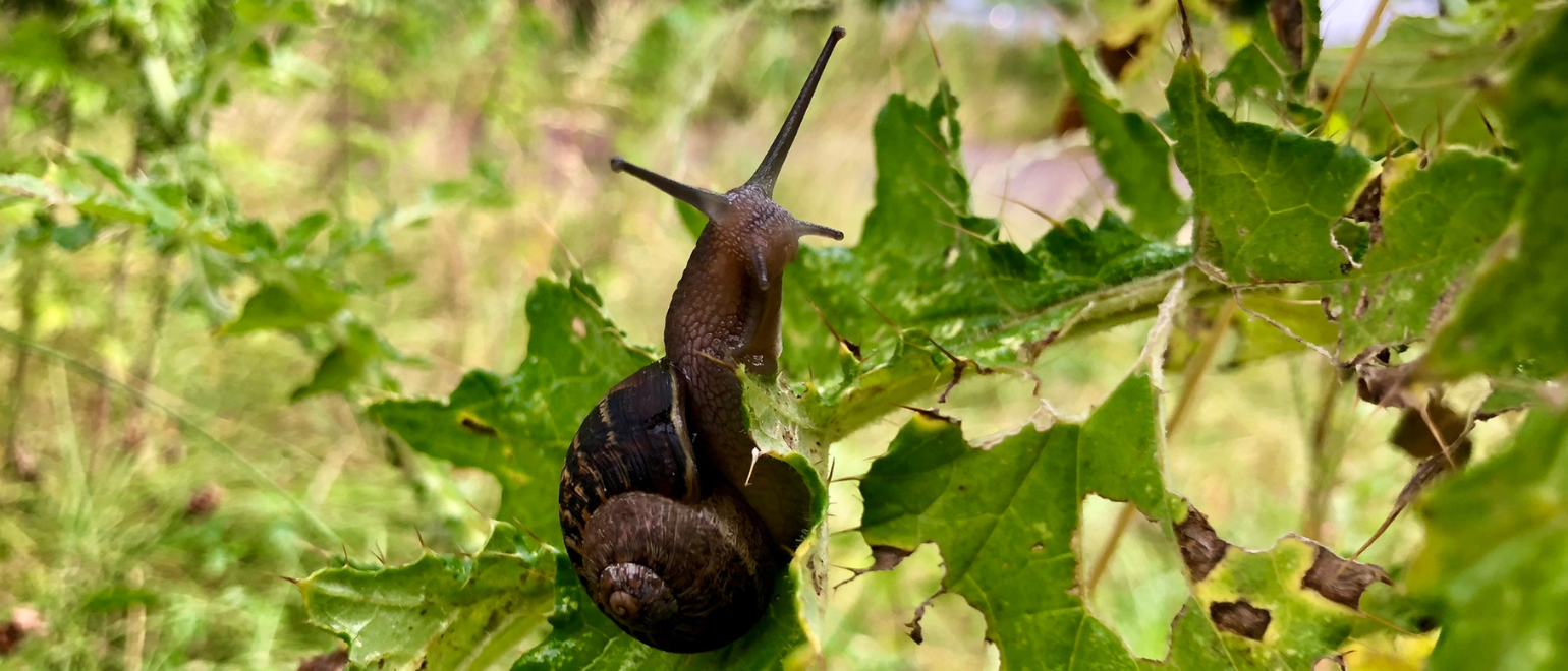 Wat eten slakken? Natuurlijk bestrijden